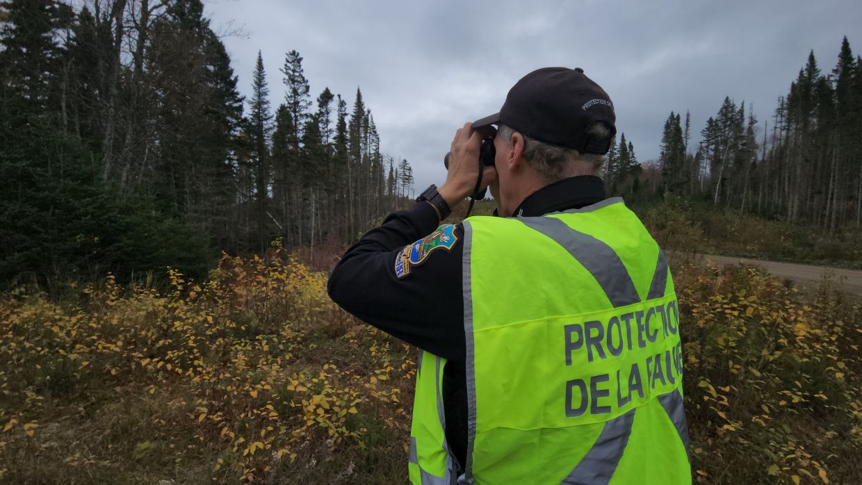 Opération Panache: sur le terrain avec les agents de la faune - TVA ...