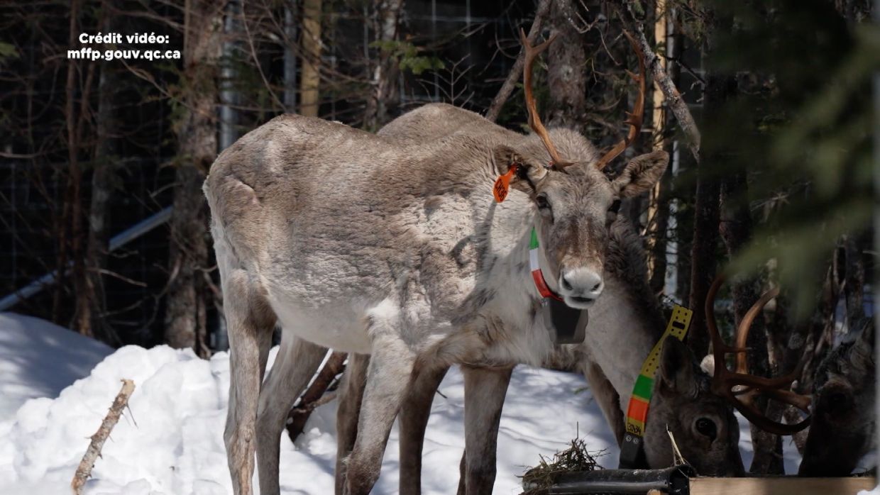 Décret pour la protection du caribou : Ottawa prolonge la période de ...