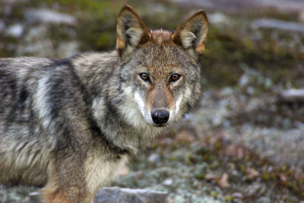Faune gaspésienne : le coyote prolifère toujours - TVA CIMT CHAU
