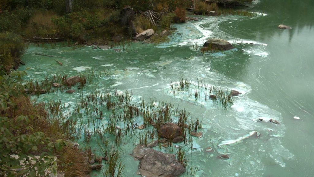 Des algues bleues dans le Lac Baker - TVA CIMT CHAU