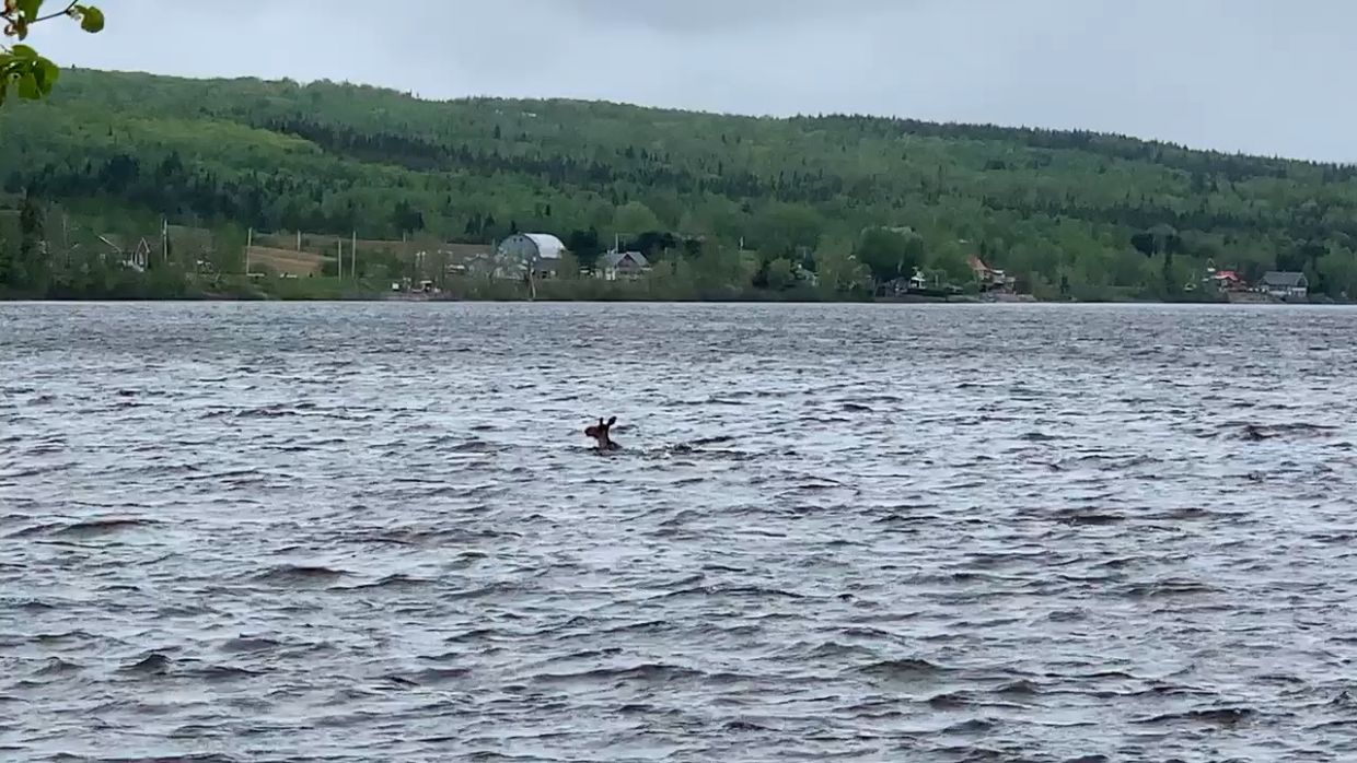 (VIDÉO) Un orignal nage dans le Lac Témiscouata - TVA CIMT CHAU