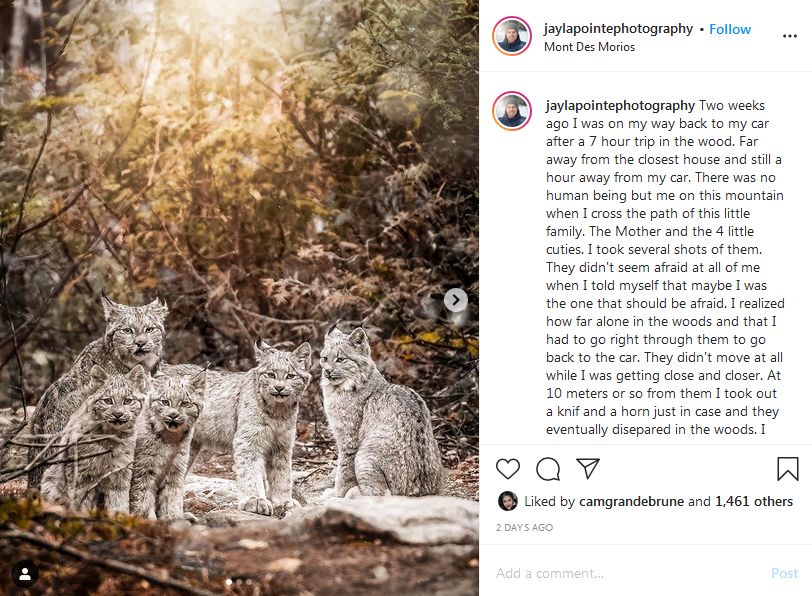 Une chance unique pour un photographe : il croise une famille de lynx ...