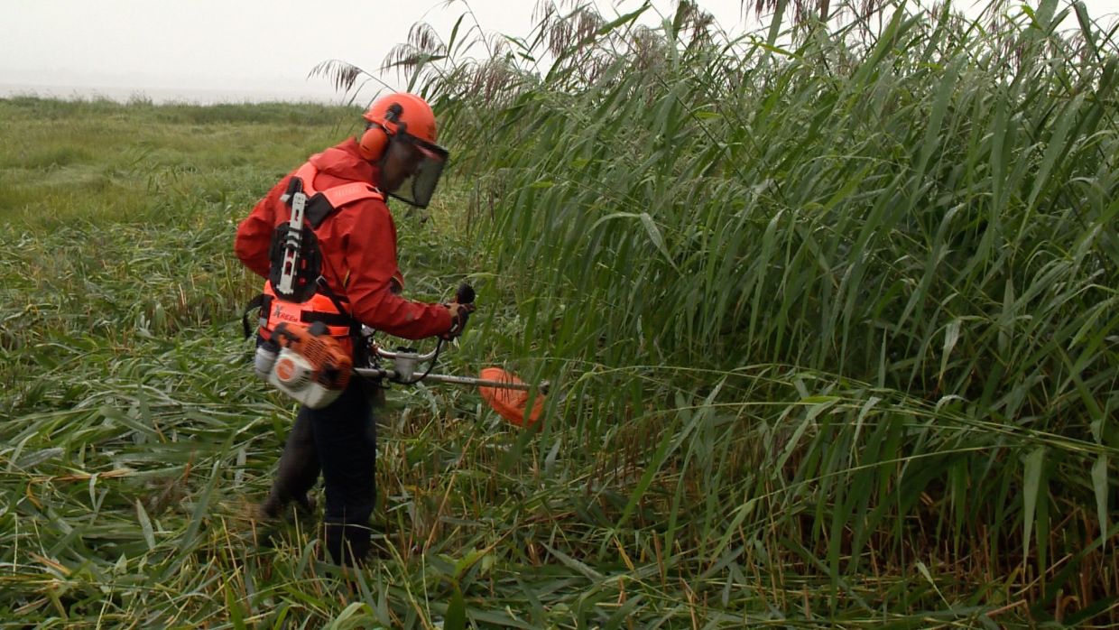 Biodiversité : le roseau commun envahit les barachois de la Gaspésie ...