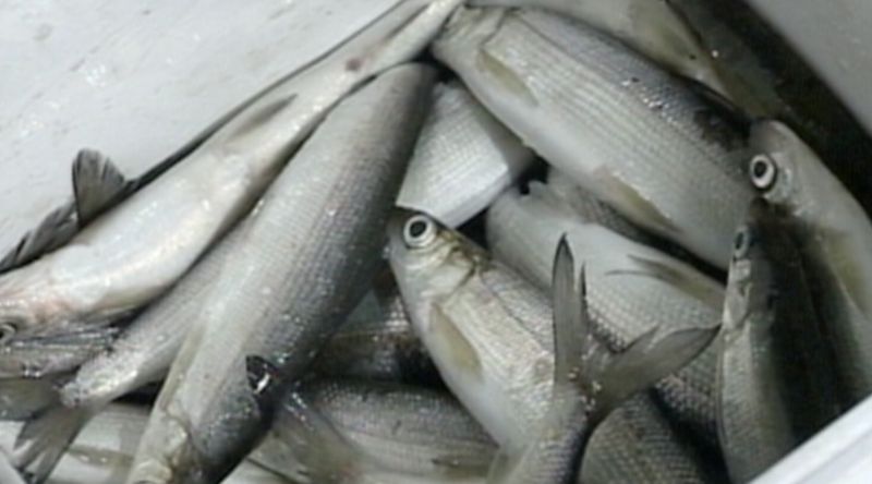 Modification de la période de pêche au corégone sur la rivière Touladi ...