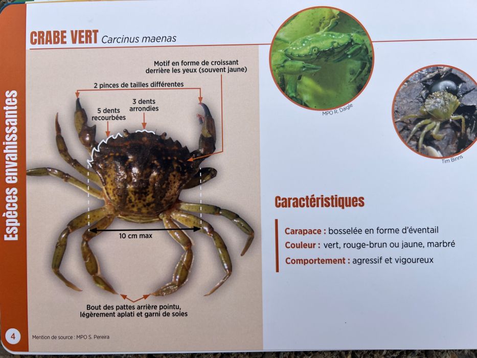 Espèce envahissante : le crabe vert est surveillé par Pêches et Océans ...