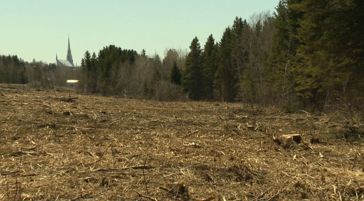 Déboisement massif au KRTB : des citoyens inquiets souhaitent ...