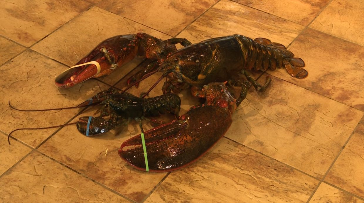 Un homard géant à Caraquet ! - TVA CIMT CHAU