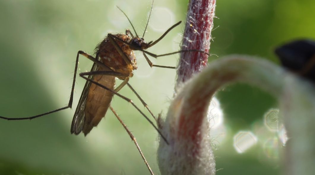 Des secteurs infestés de maringouins - TVA CIMT CHAU