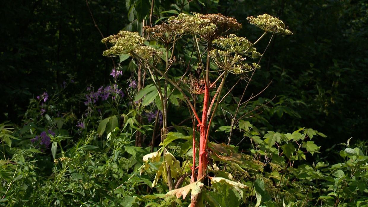 La berce du Caucase toujours présente au Bas-Saint-Laurent - TVA CIMT CHAU