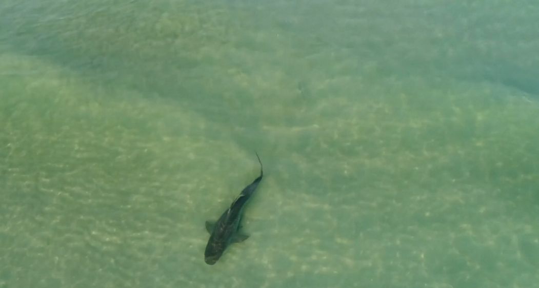 Un requin blanc repéré au large des Îles-de-la-Madeleine - TVA CIMT CHAU