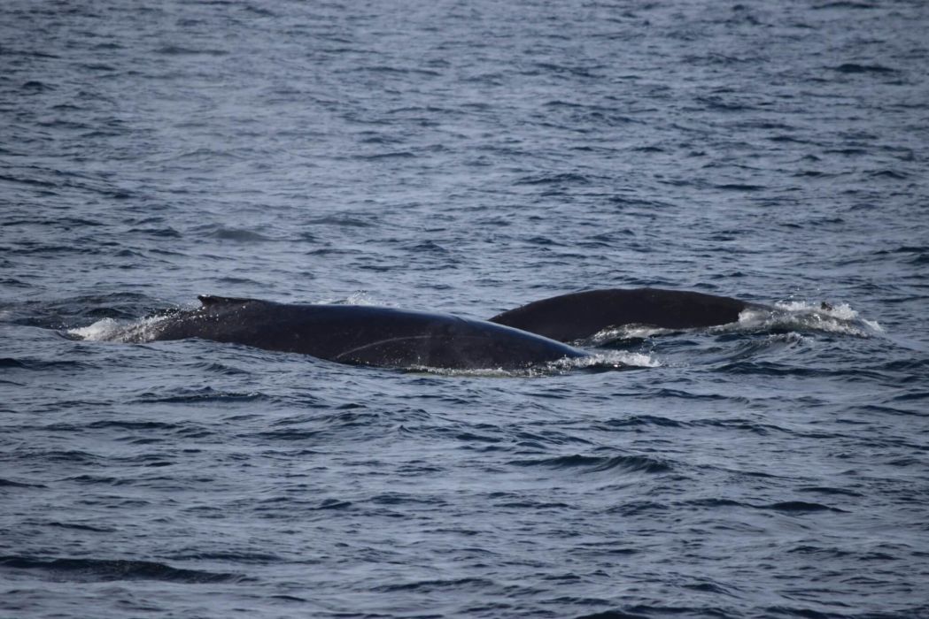 Parc marin du Saguenay-Saint-Laurent : diminution significative des ...