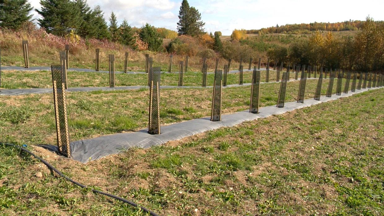 Est-du-Québec : la première truffière s'installe au Témiscouata - TVA ...